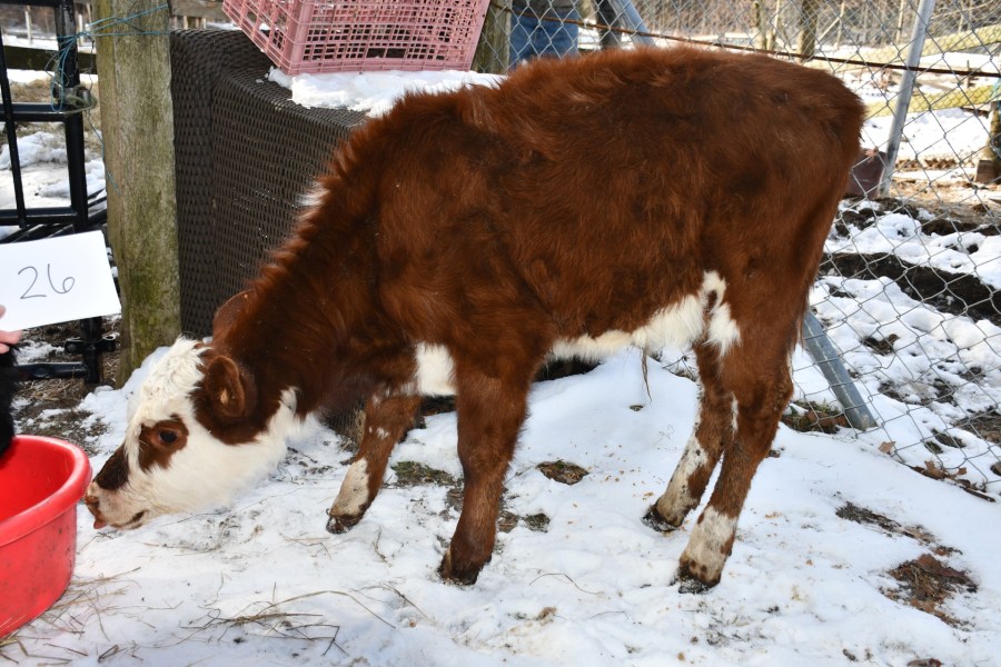 Dozens of neglected animals now safe; shelters ask for help