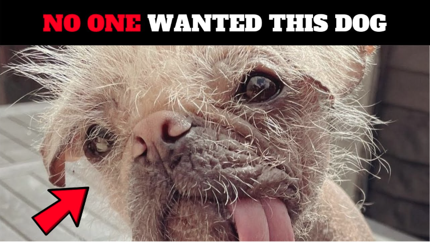 She adopted the shelter’s most hated dog — weeks later she screamed "Oh ...