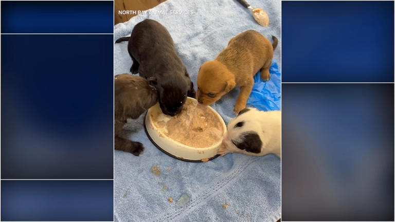 Woman arrested after nearly 30 dogs rescued from North Bay home, police say