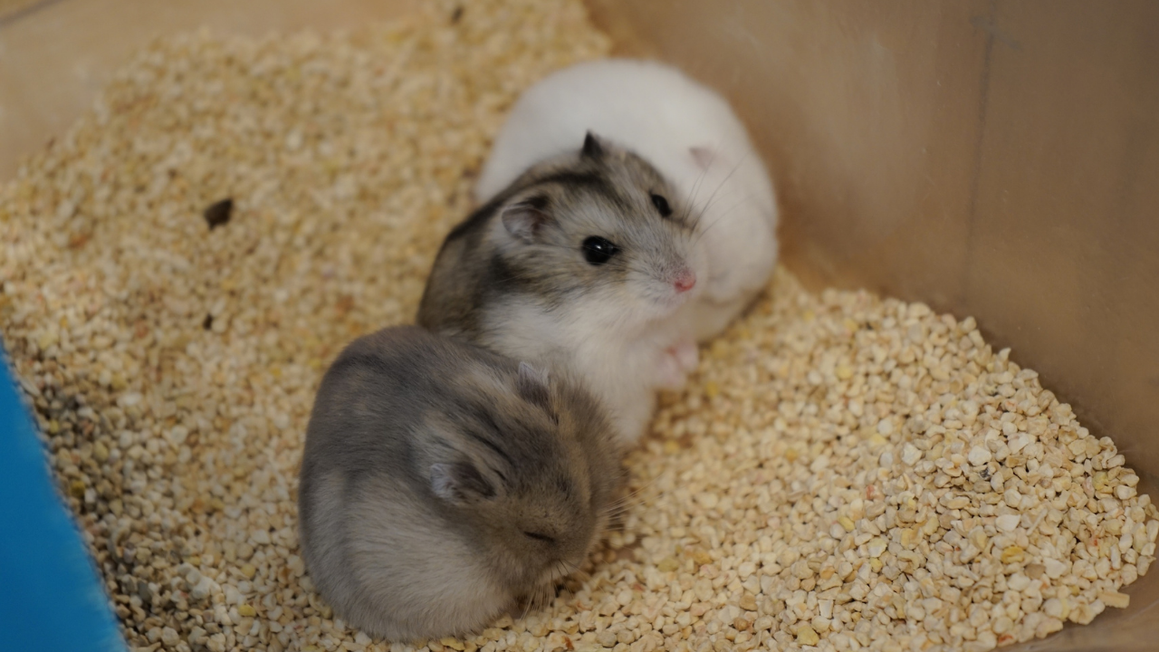 Nature's cannibals: 5 shocking animals that secretly eat their own kind