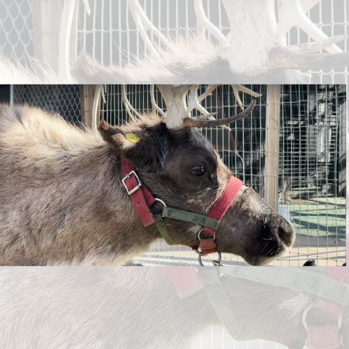 Reindeer in Oklahoma? This Airbnb gives guests an exotic animal ...