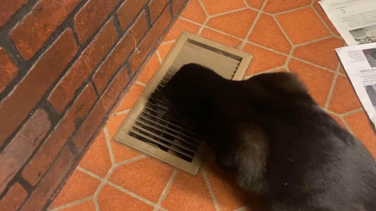 A 550-pound bear has been living under my house — and it doesn’t want ...