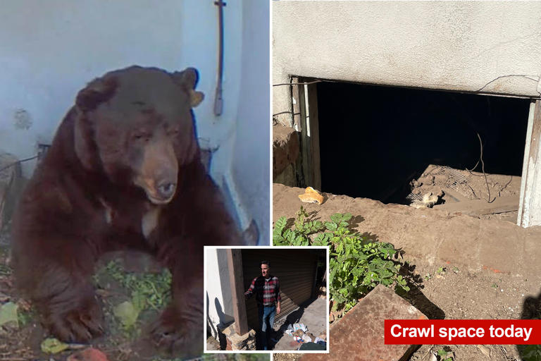 A 550-pound bear has been living under my house — and it doesn’t want ...