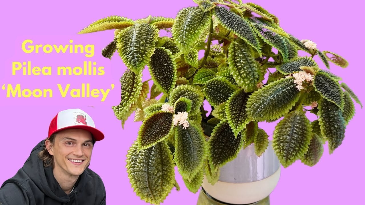 Pilea mollis 'Moon Valley' houseplant - complete tutorial how to grow ...
