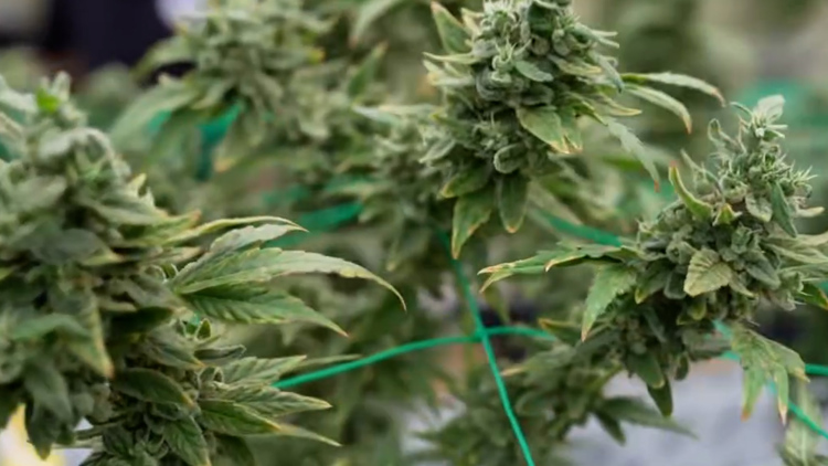 Tennessee Senate Democrat, House Republican push cannabis reform ...