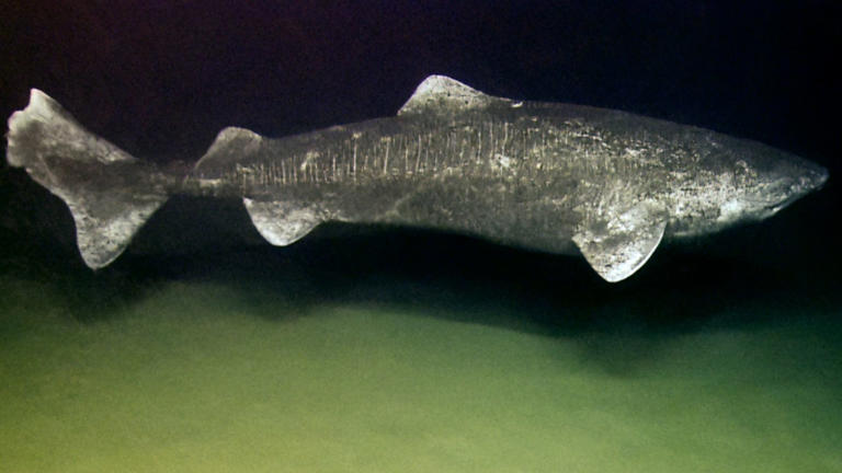 There's a shark alive today that was born before the United States existed