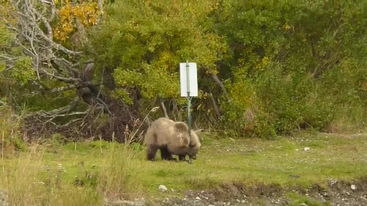 Brown bear scratches his back on a road sign in Alaska