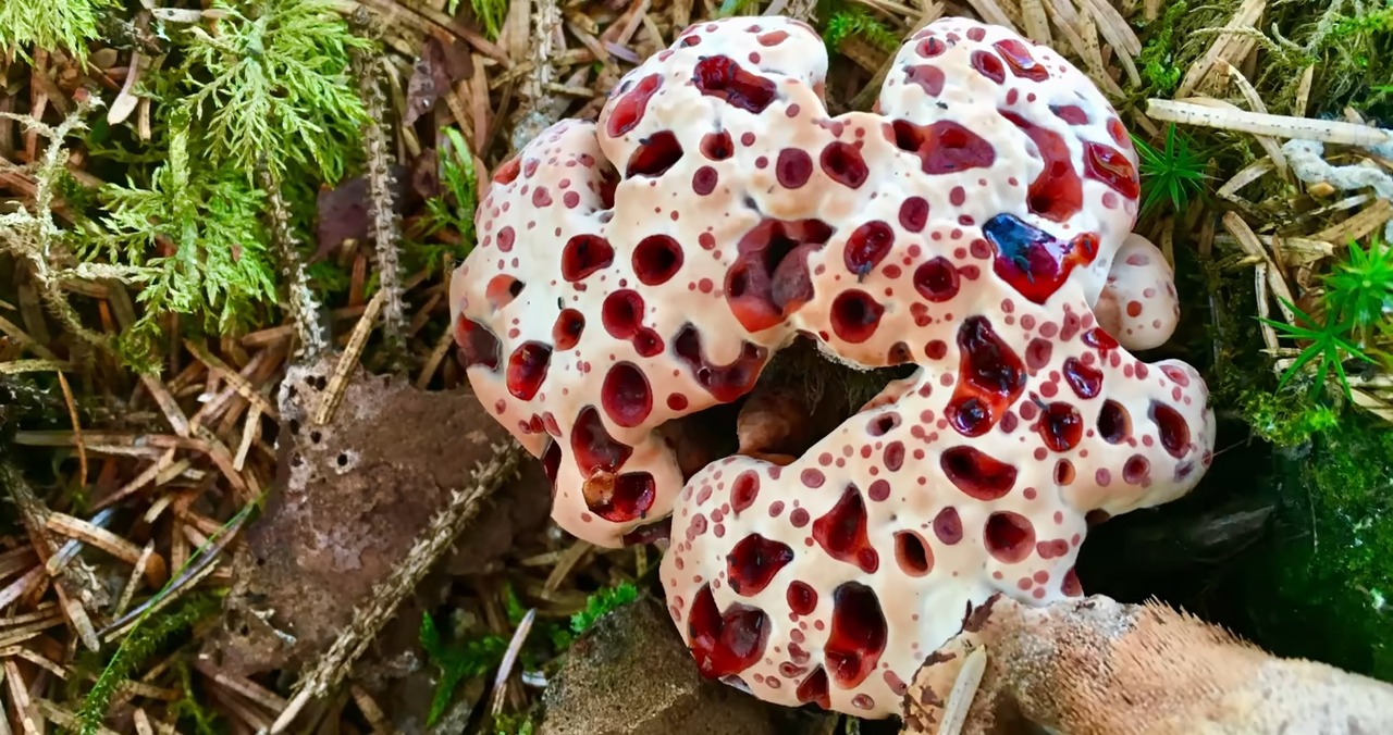 Bleeding tooth fungus: A weirdo worthy of Gotham