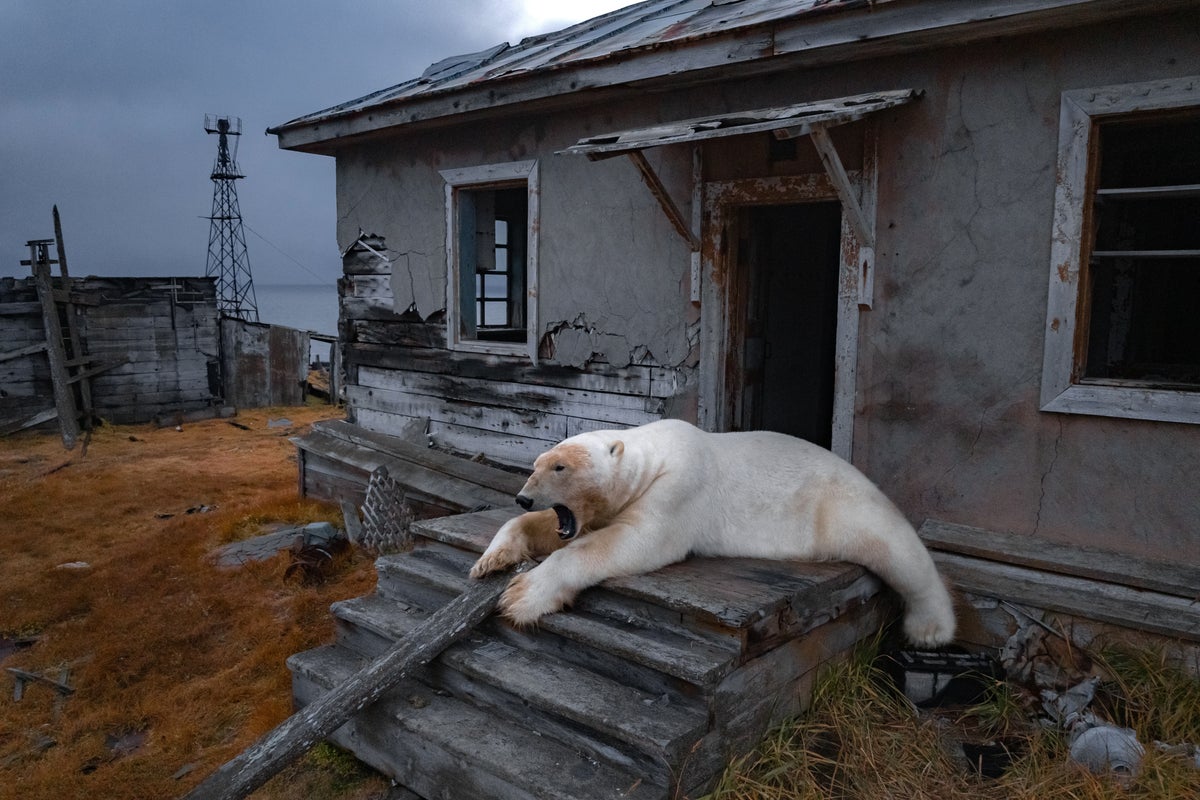 Stress from rapidly warming climate is visible in polar bears’ DNA