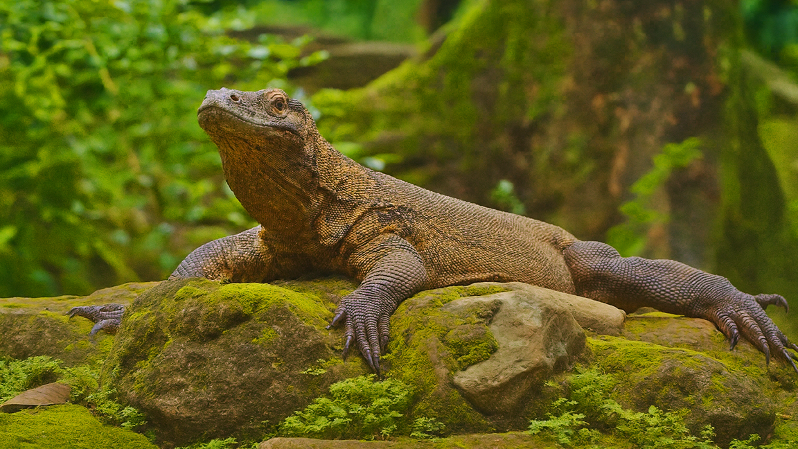 De pure pracht van de Komodo-eilanden in Indonesië