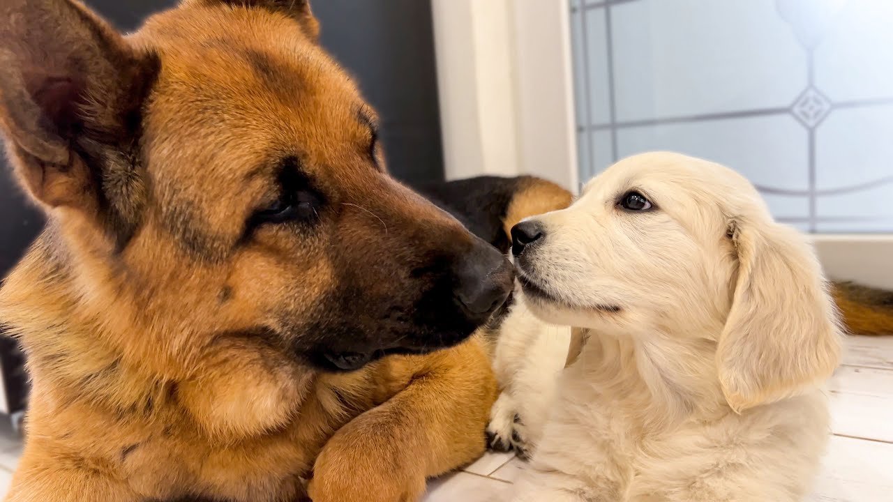 How does the German shepherd treat the golden retriever puppy?