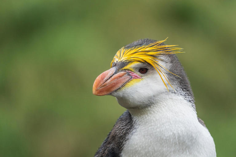 Les 8 espèces de manchots au physique le plus surprenant