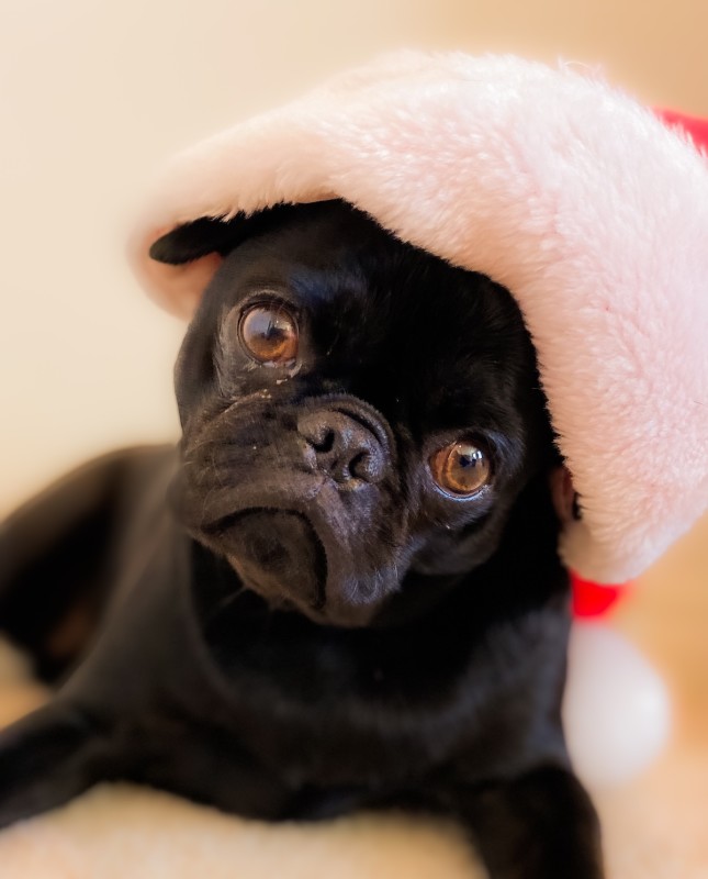 Bug-eyed pug matches his bug-eyed ornaments and it’s cracking everyone up