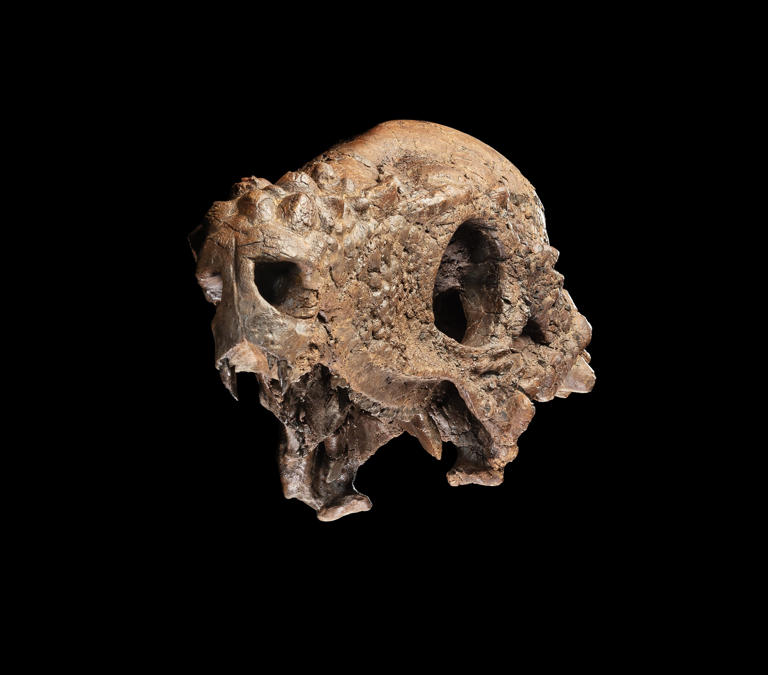 Smithsonian to display rare dinosaur skull found in South Dakota