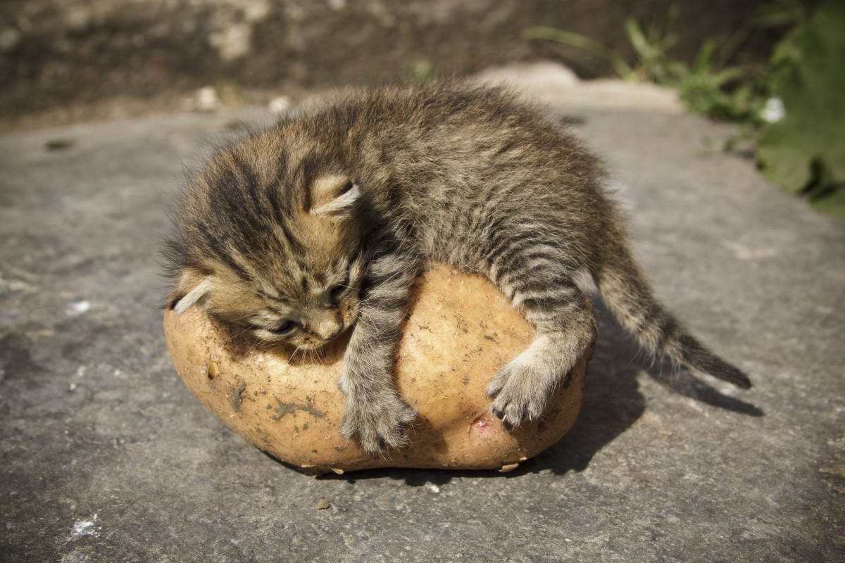 Cat goes absolutely wild playing with a potato and he's totally obsessed