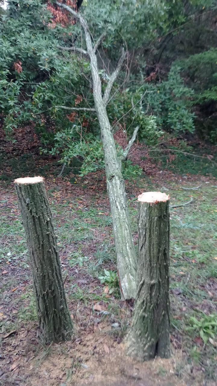 Cardeto, alberi segati. Un gesto dimostrativo per chiedere più cura?