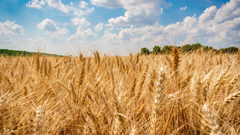 Which crop is known as the king of cereals?