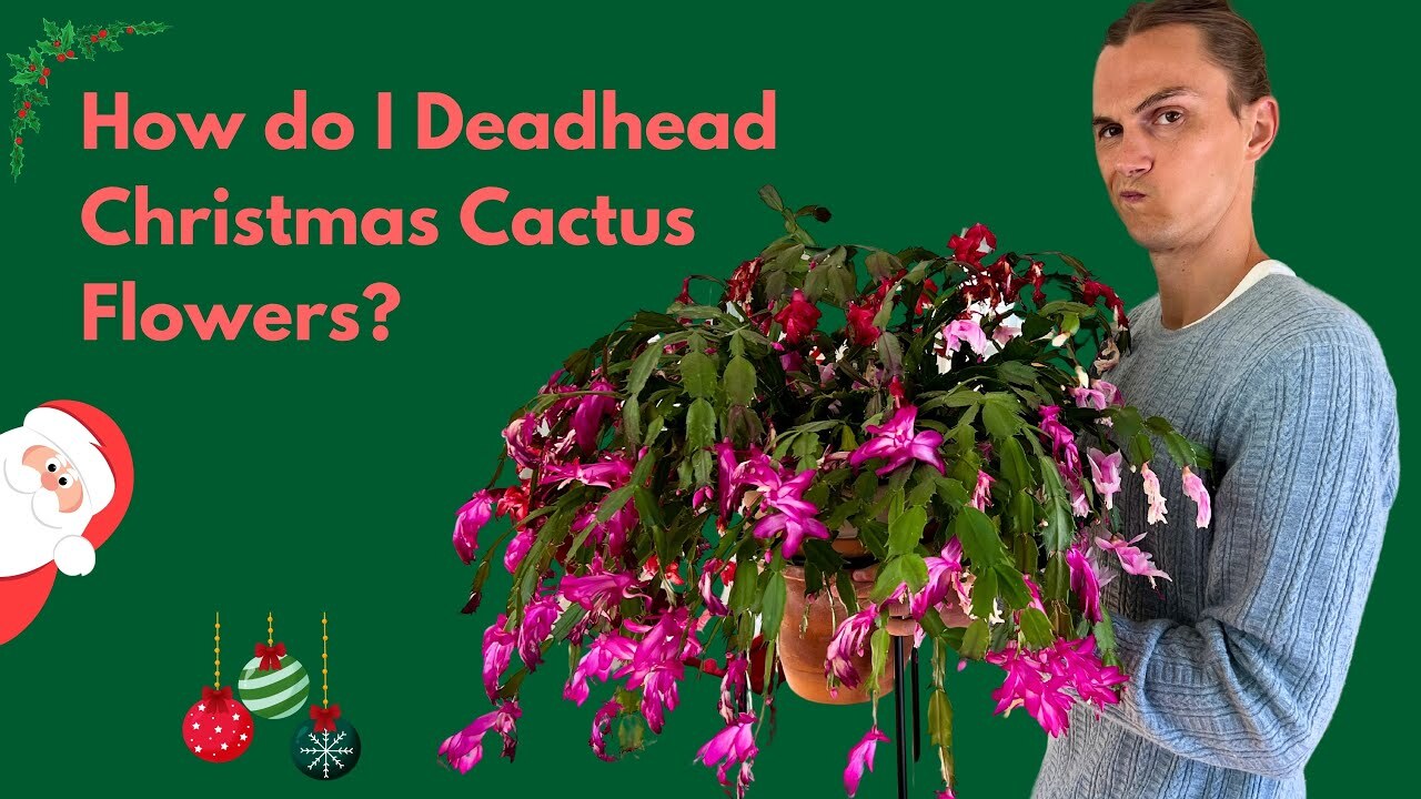Christmas cactus deadheading: How to correctly remove old flowers ...