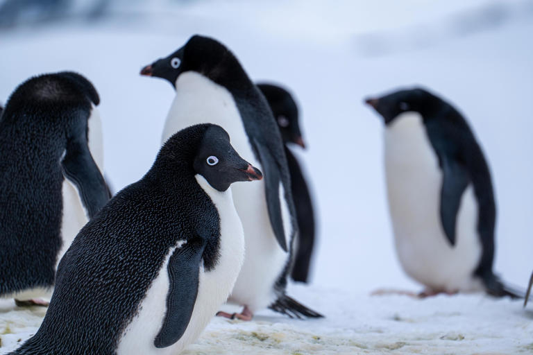 Les 8 espèces de manchots au physique le plus surprenant