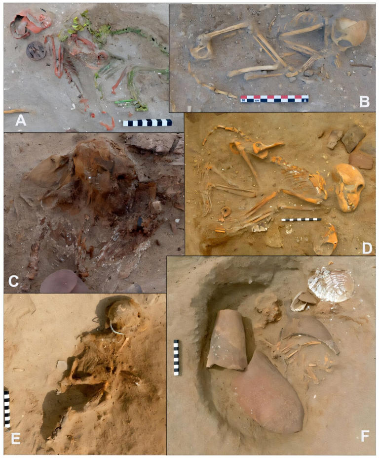 Roman officers kept monkeys as companions – and even gave them pets