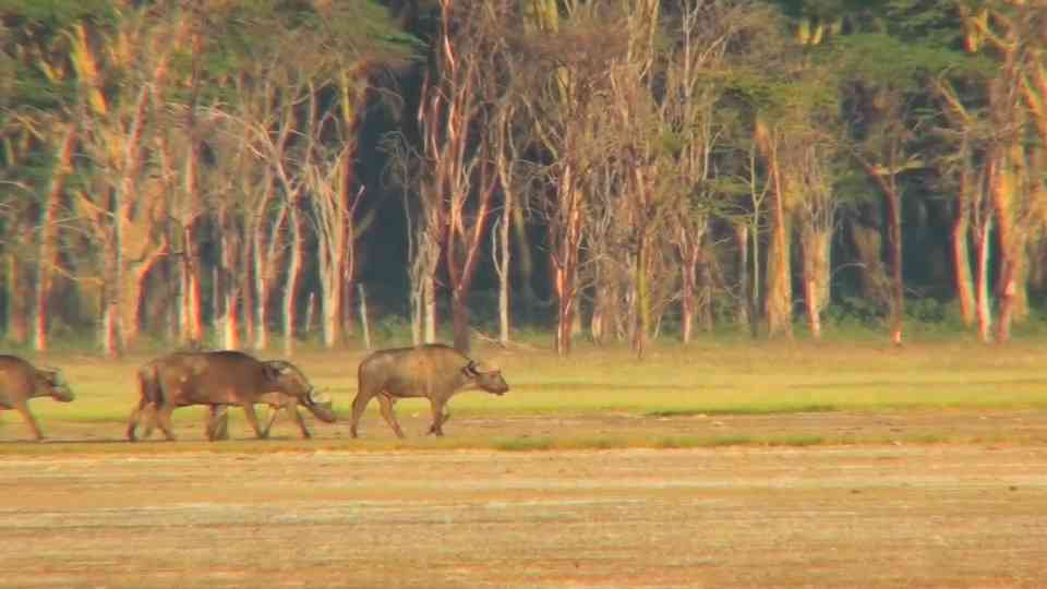 The three bird species reshaping ecosystems by pushing back against ...