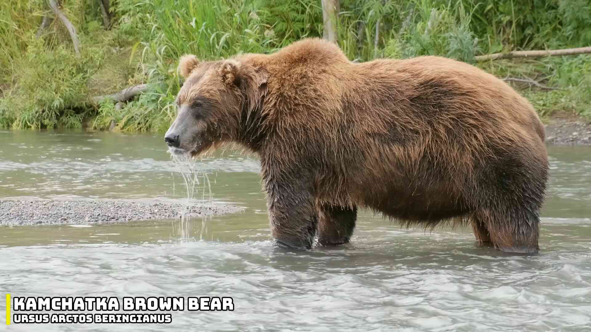 The ecological and behavioral breakdown that decides which animals ...