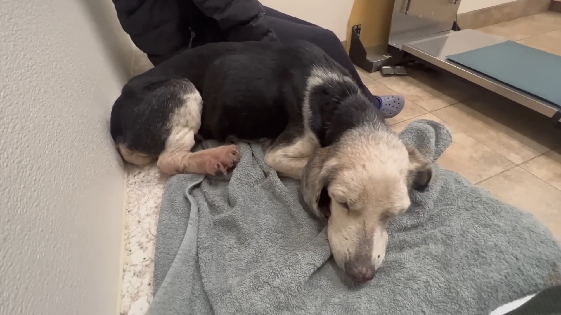 She deserved a chance - how one dog survived the unthinkable