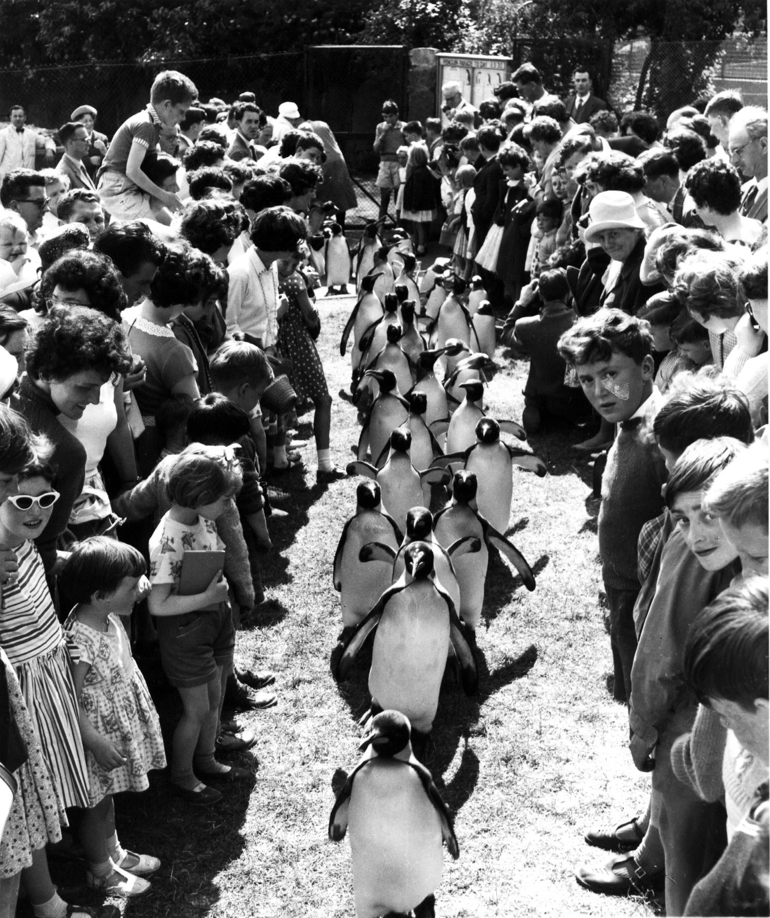 Edinburgh Zoo heritage in pictures: Here are 45 amazing photos of the ...