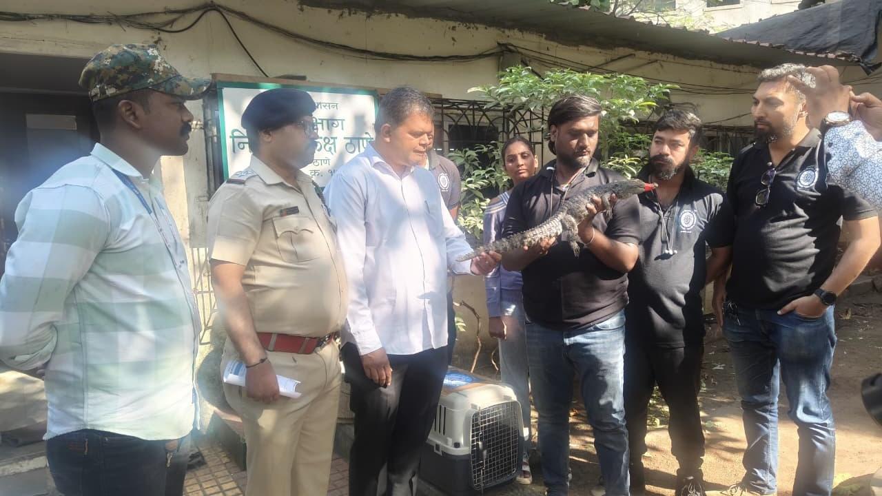 Crocodile rescued from Kurla pond after continuous monitoring