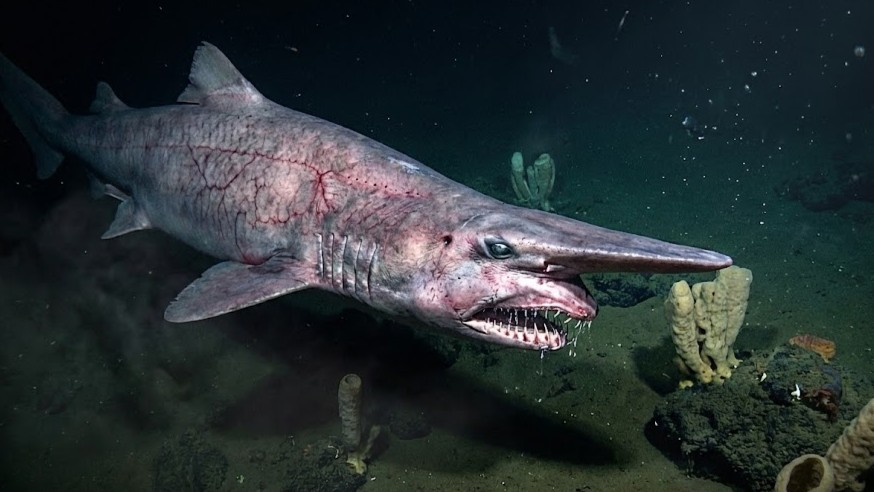 Living fossil of the deep