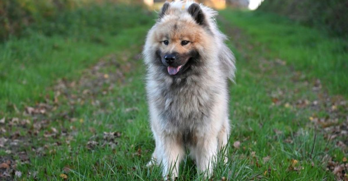 15 dog breeds that never ignore a cry, whimper or heavy sigh