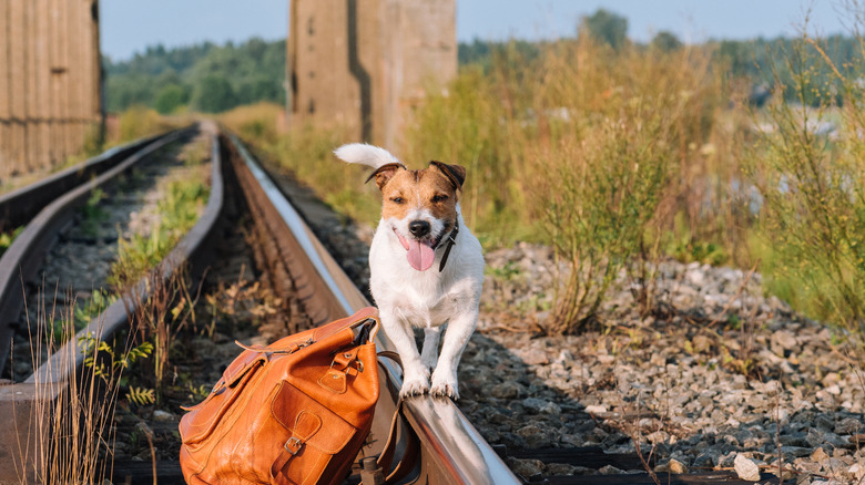 Everything you need to know about traveling with your pet by train