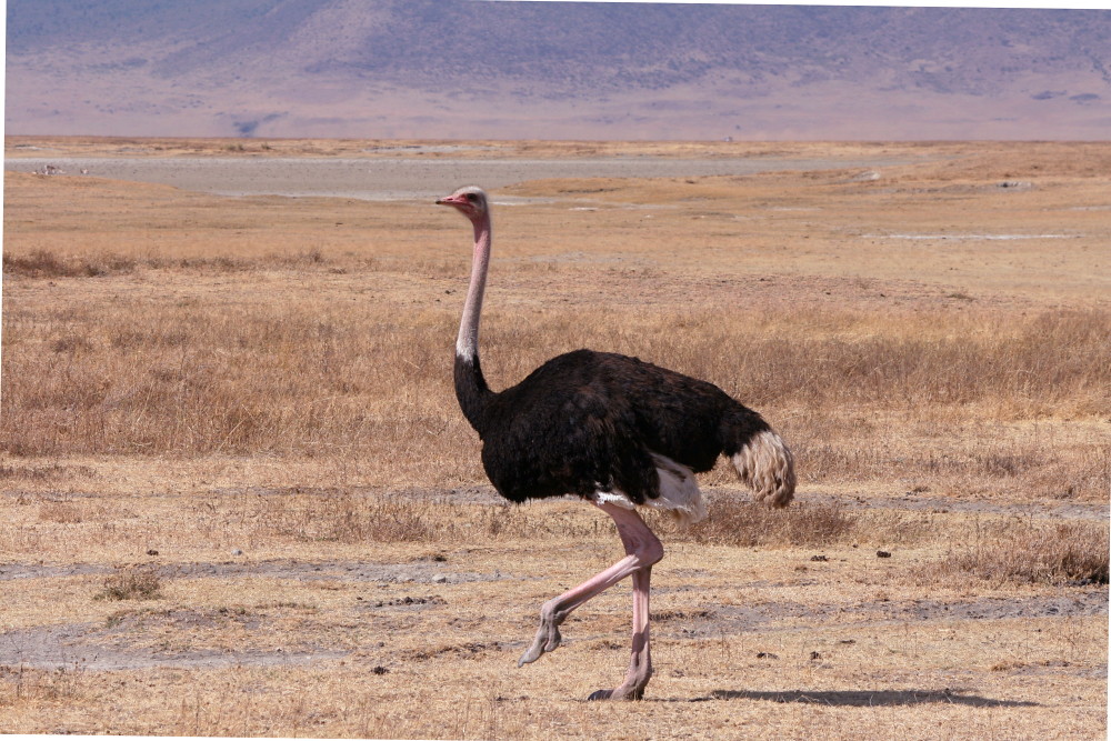 Birds that cannot fly but run fast