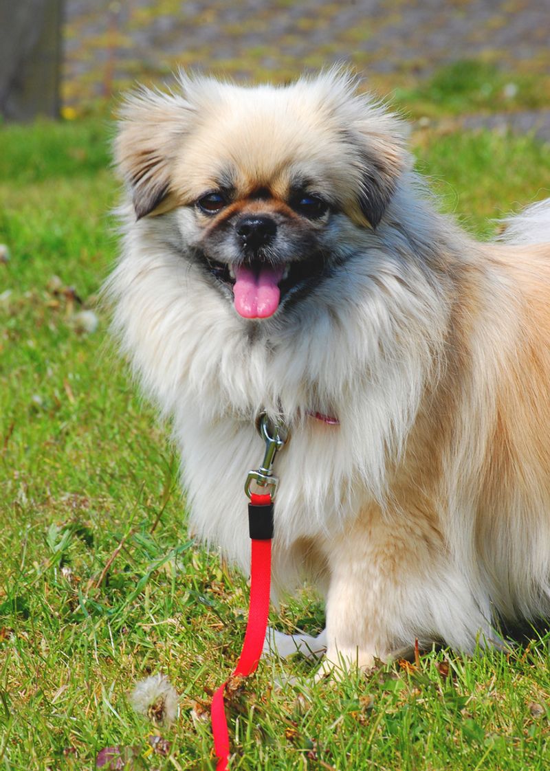 15 dog breeds that never ignore a cry, whimper or heavy sigh