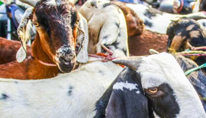 Bihar: Robbers posing as police steal goats purchased under CM’s scheme