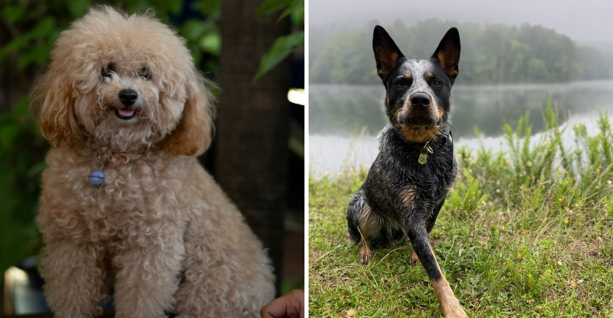 These 11 dog breeds are known for their good health and long lives