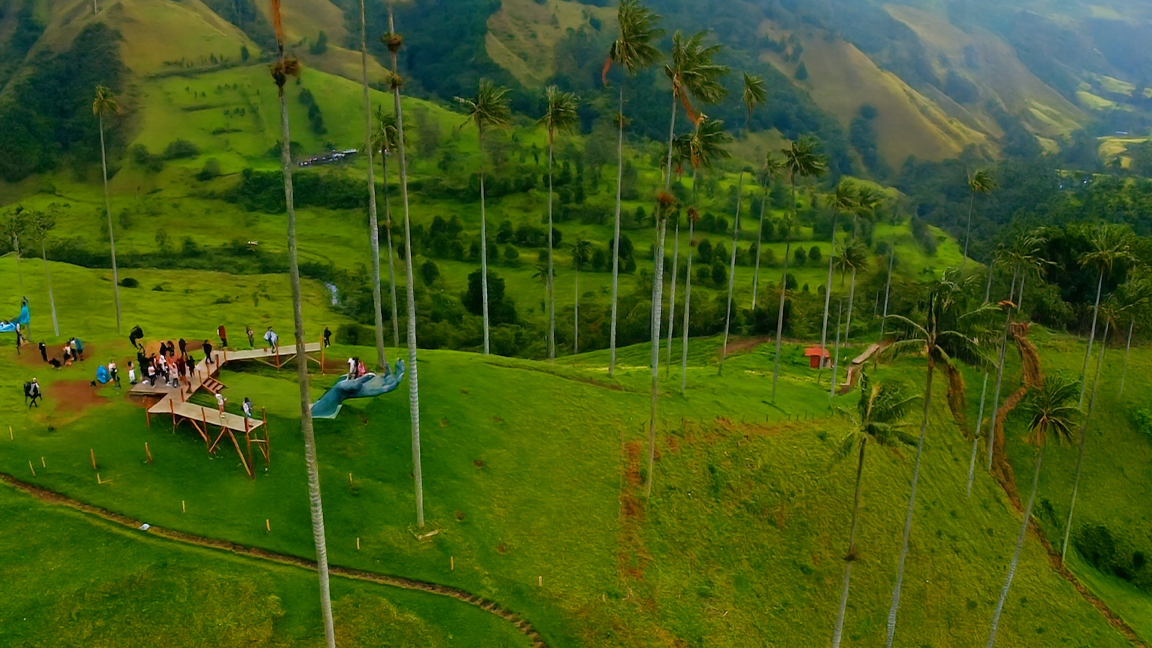 What makes Cocora Valley’s wax palms so unique?