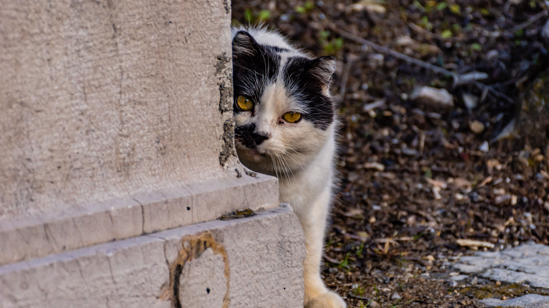 12 fears cats face when stepping outdoors