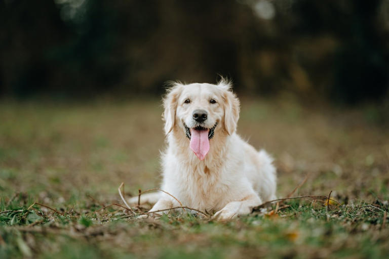 The most snuggle-friendly dog breeds—expert rankings