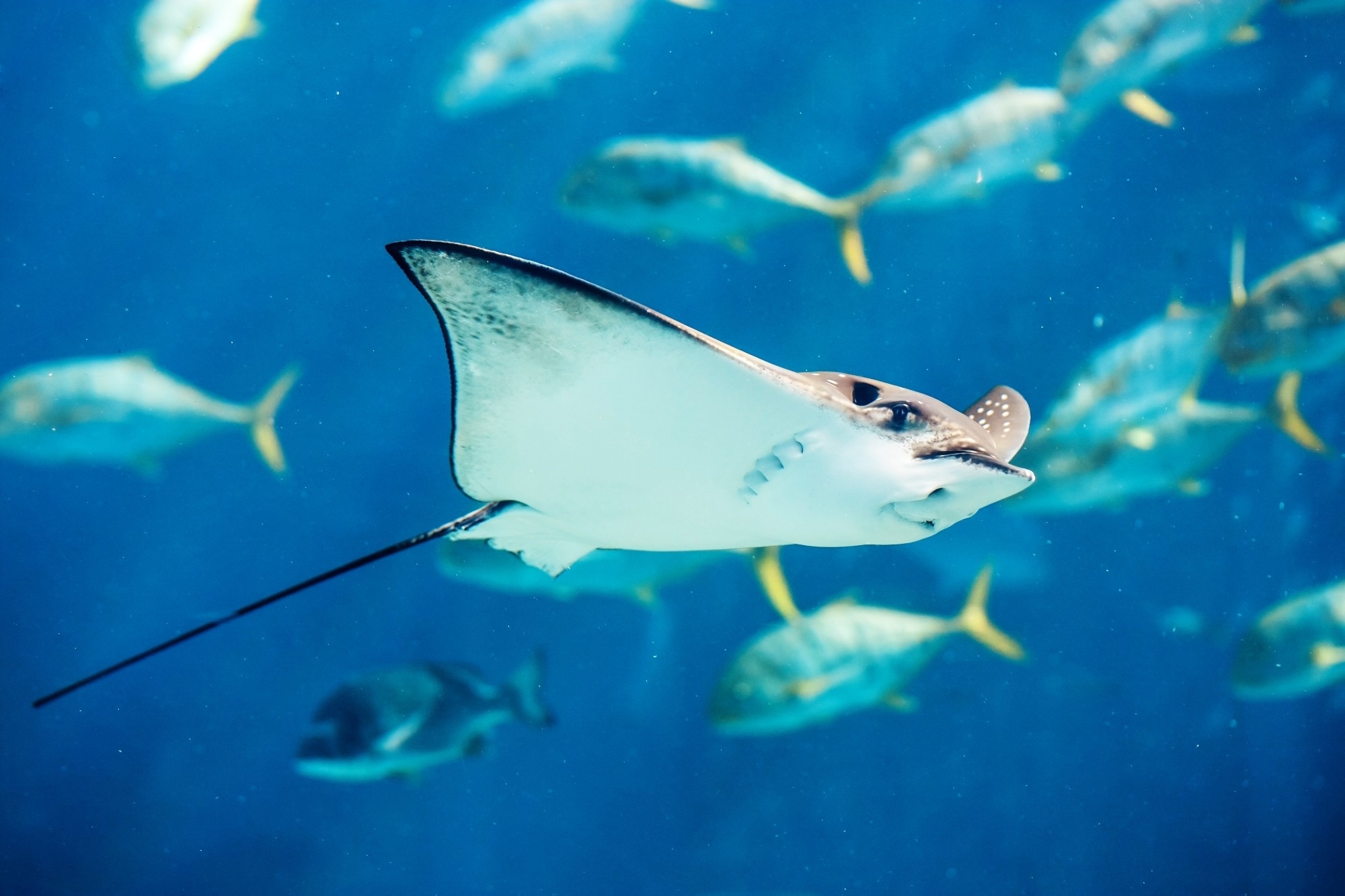 This soft robot swims like a manta ray and thinks like a machine