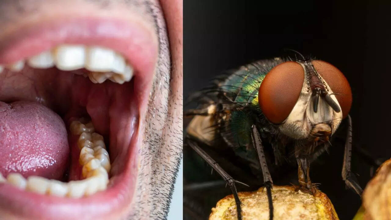 Mouth larvae: How a small fly triggers a dangerous infection; causes ...