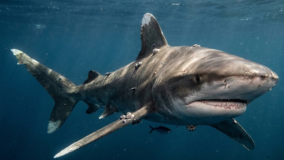 Why sailors feared this shark