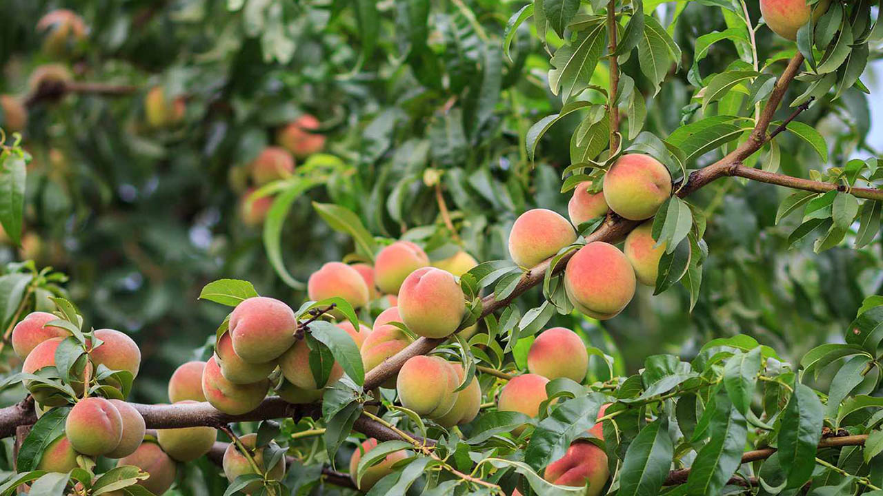 9 gardening tips for growing big juicy peaches