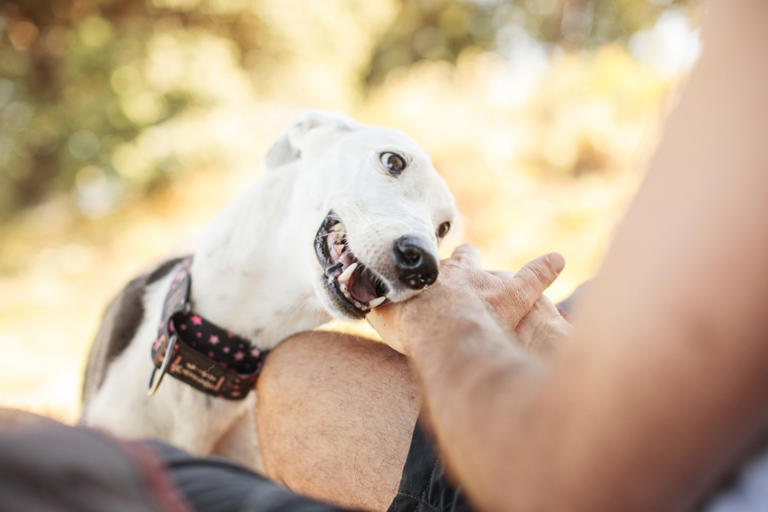 The most snuggle-friendly dog breeds—expert rankings