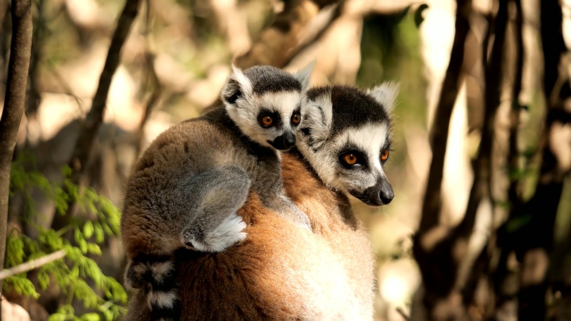 The lemur: Close-up footage of the endangered primate of Madagascar