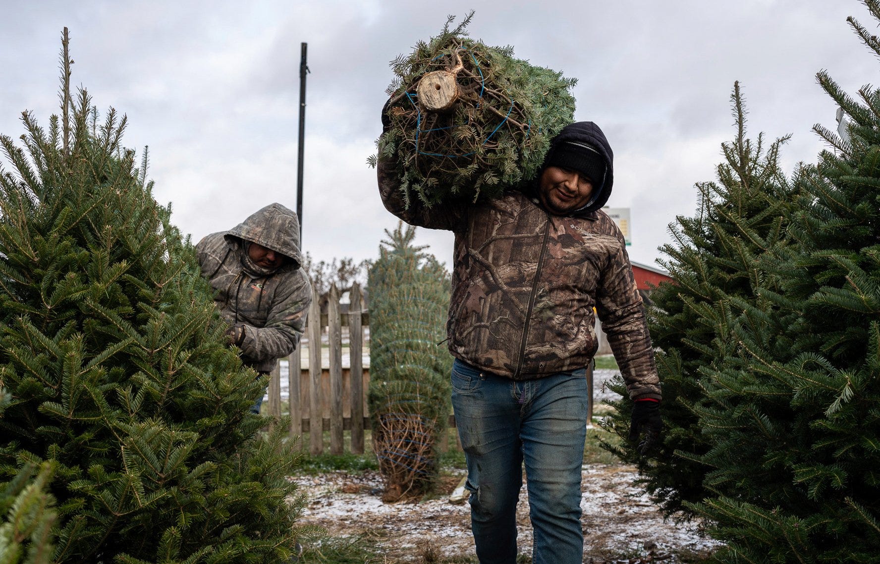 Buying a real Christmas tree? How to measure, load, safely transport