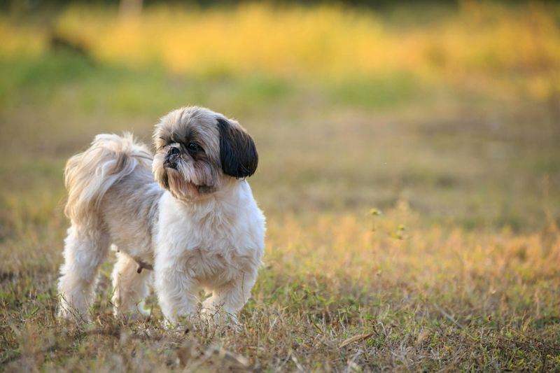 These 11 dog breeds are known for their good health and long lives