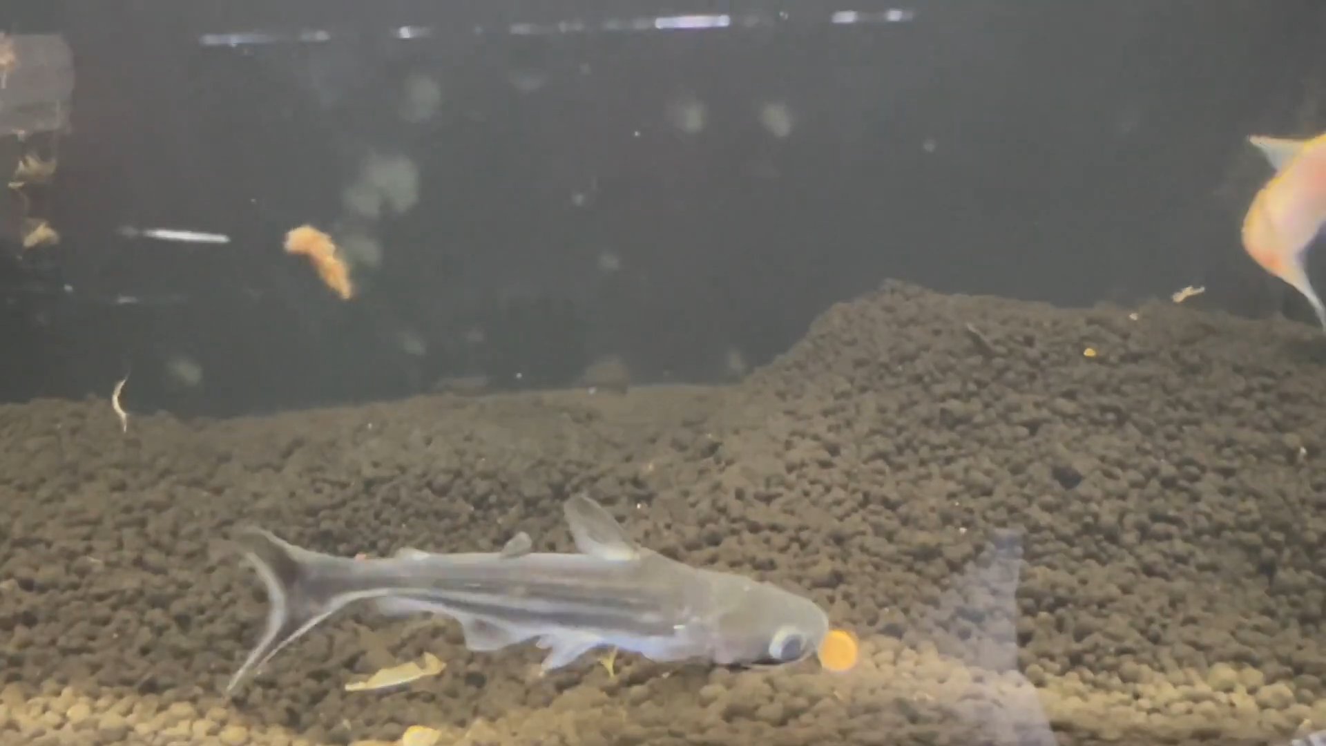 The mystery monster fish that just became a new pet