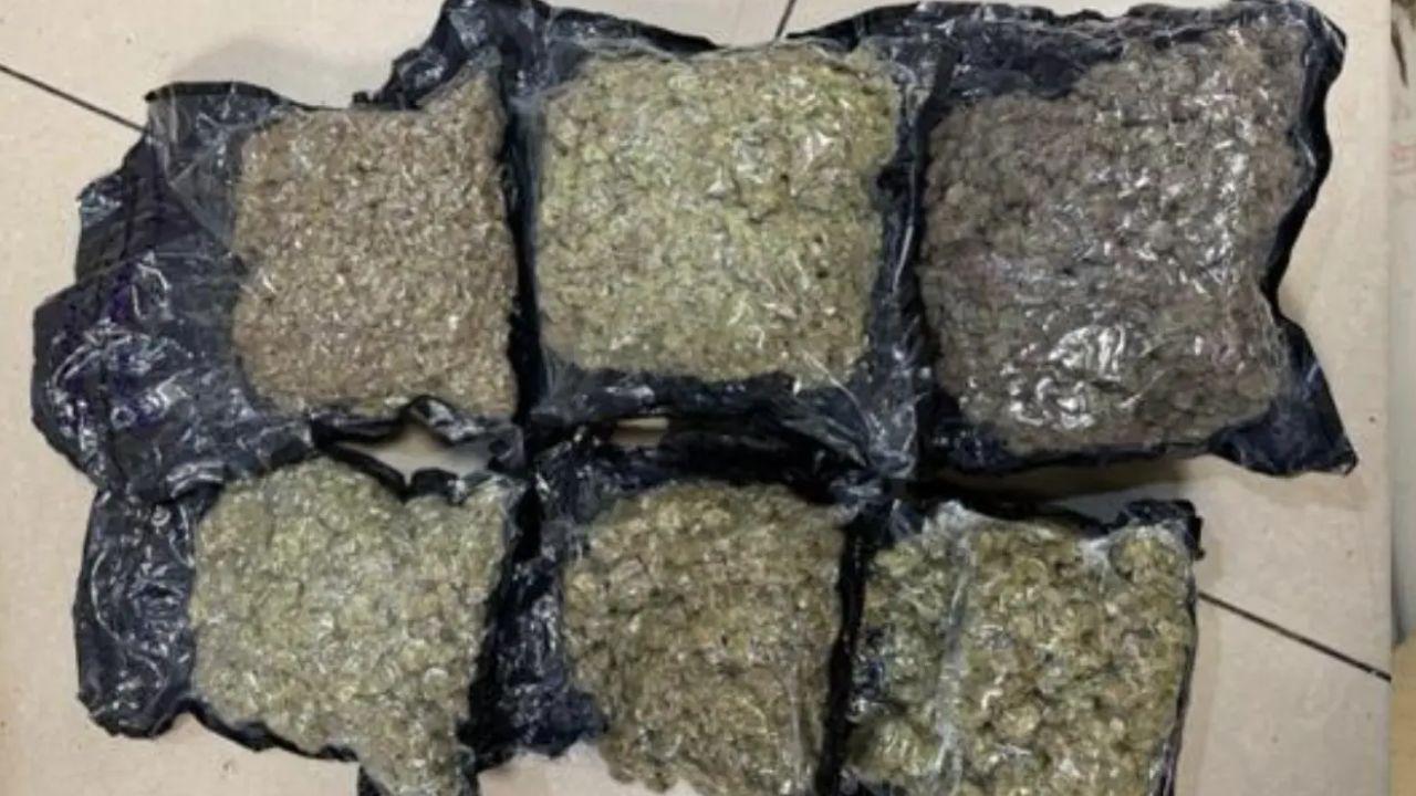 Mumbai: Custom department seizes hydroponic weed worth Rs 43 crore