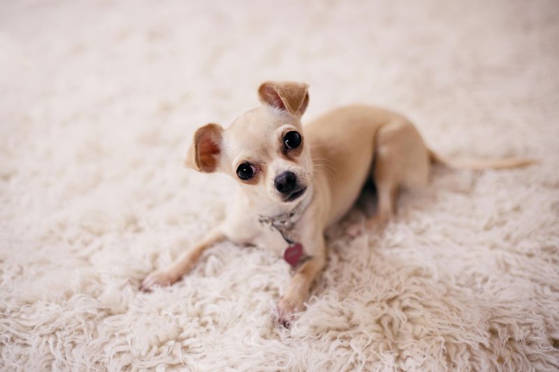 These 11 dog breeds are known for their good health and long lives